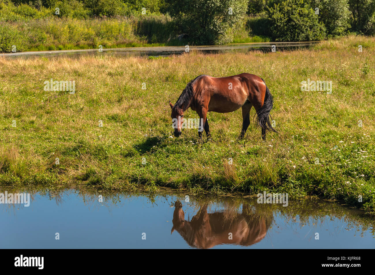 Horse grazed hi-res stock photography and images - Alamy