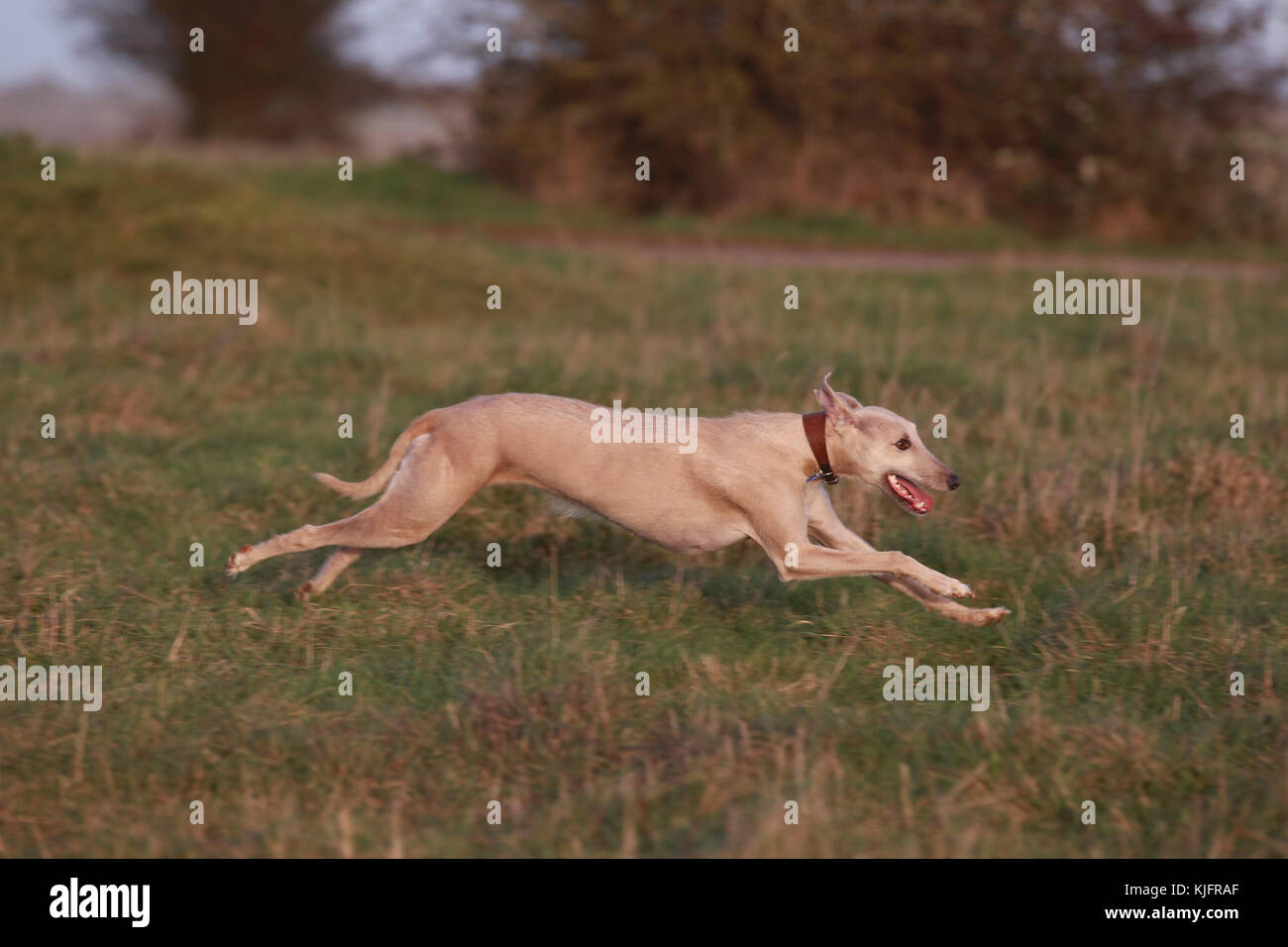 Racing lurcher hi-res stock photography and images - Alamy