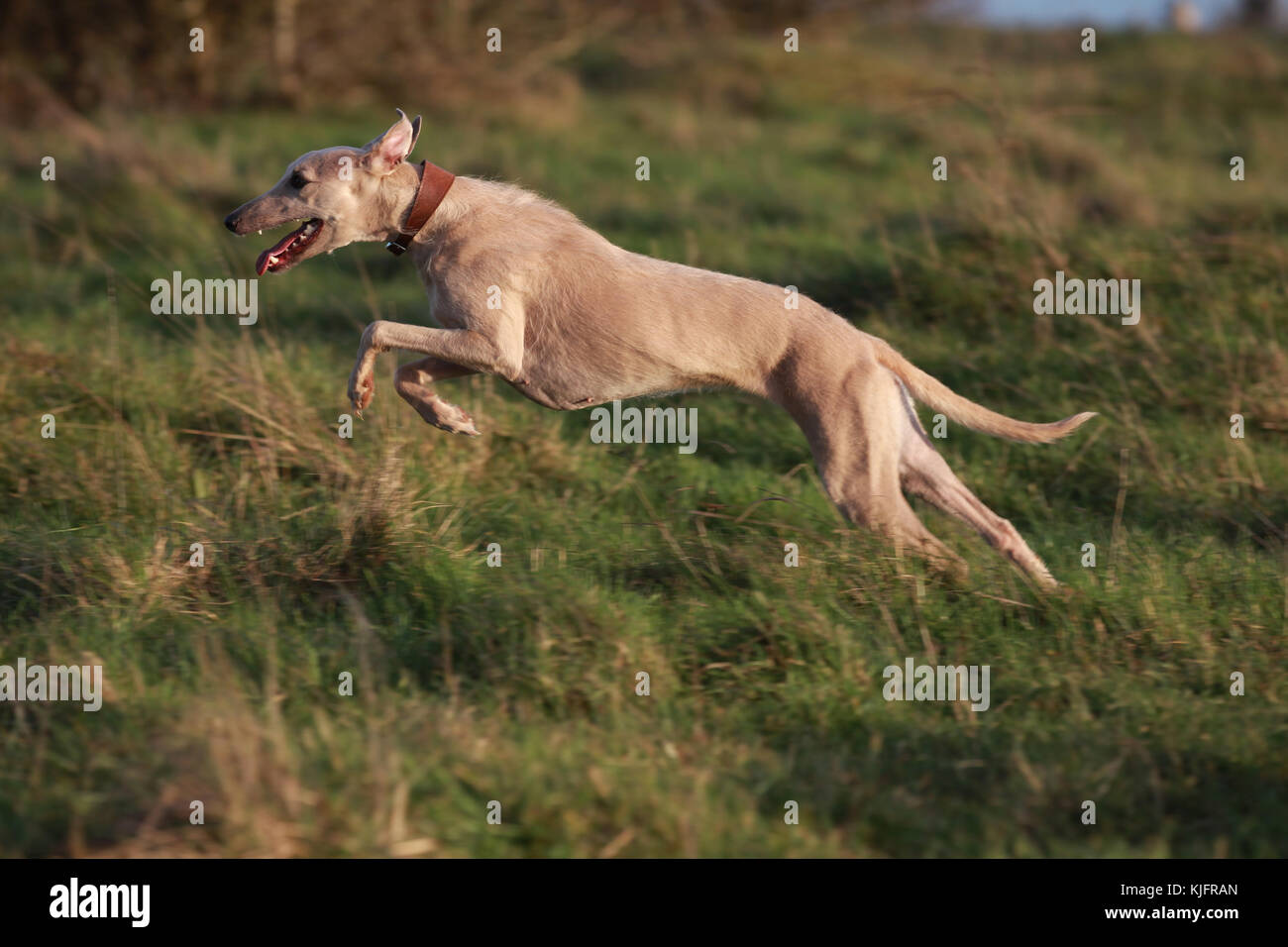 Panting lurcher hi-res stock photography and images - Alamy