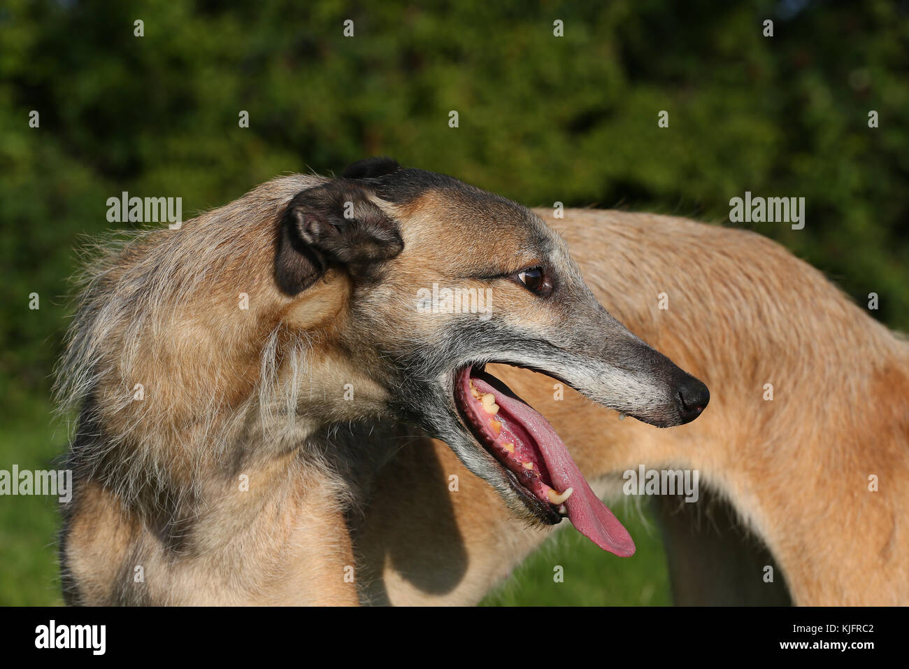 Lurcher dog head hi-res stock photography and images - Alamy