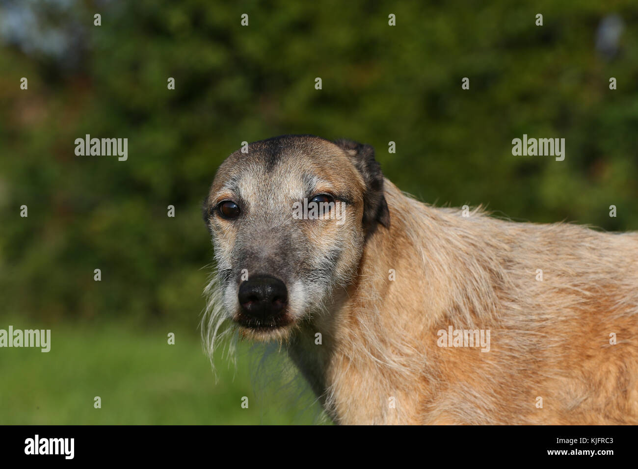 Lurcher dog head hi-res stock photography and images - Alamy