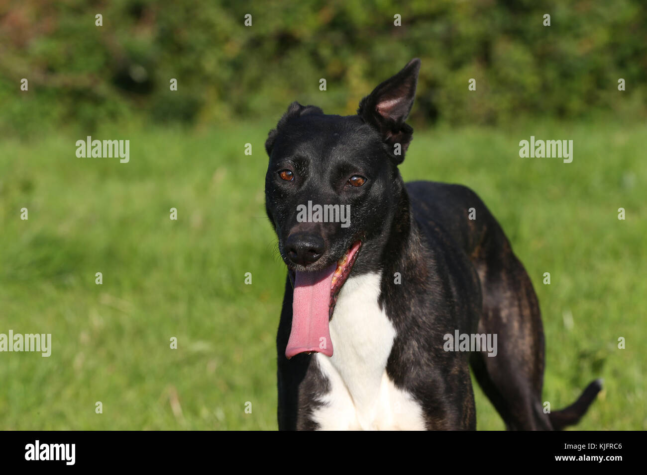 Lurcher dog head hi-res stock photography and images - Alamy