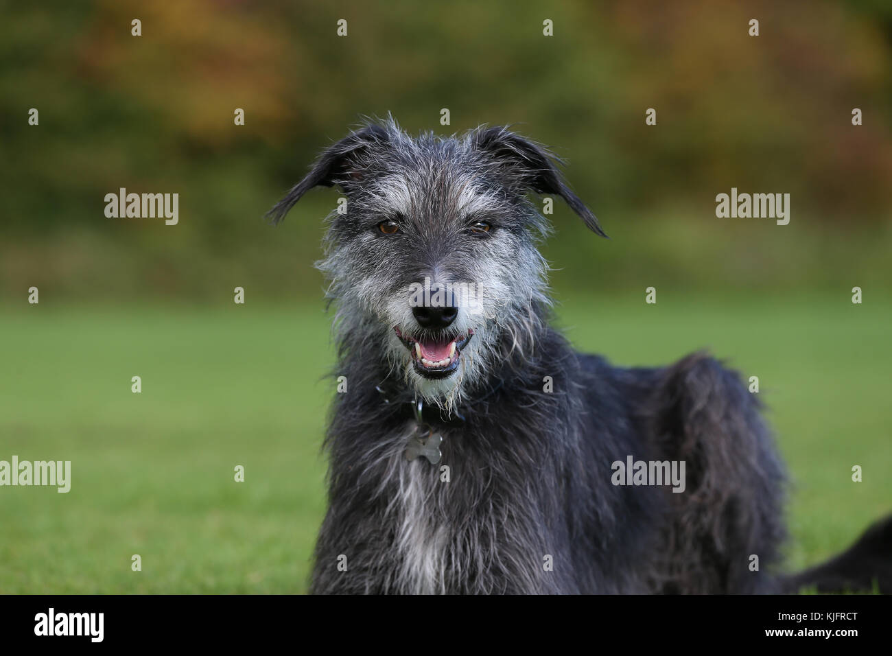 Lurcher dog head hi-res stock photography and images - Alamy