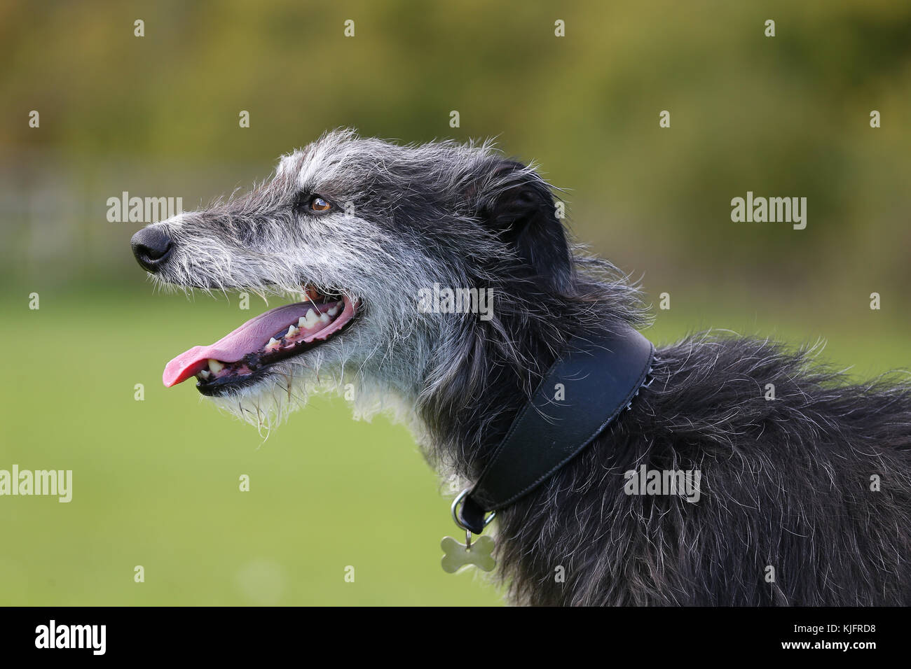 Lurcher Running High Resolution Stock Photography and Images - Alamy