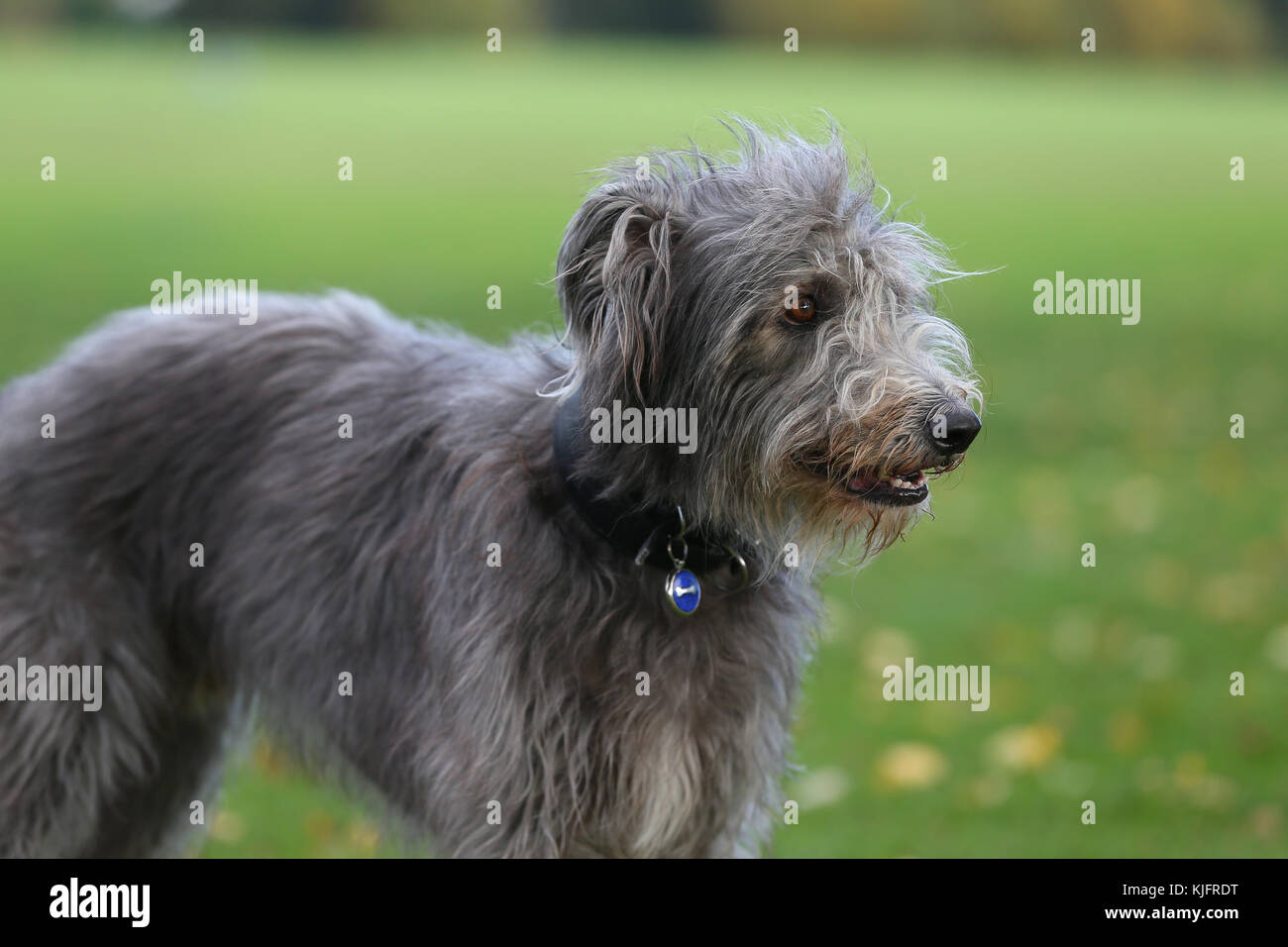 Lurcher dog head hi-res stock photography and images - Alamy