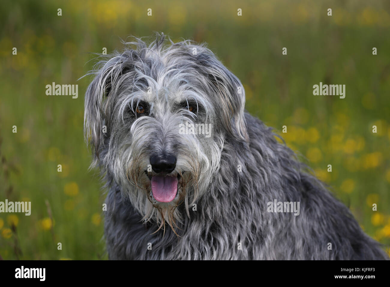 Lurcher dog head hi-res stock photography and images - Alamy