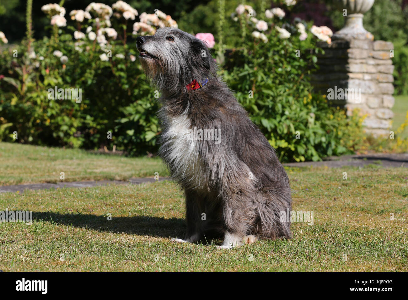 Lurcher panting hi-res stock photography and images - Alamy