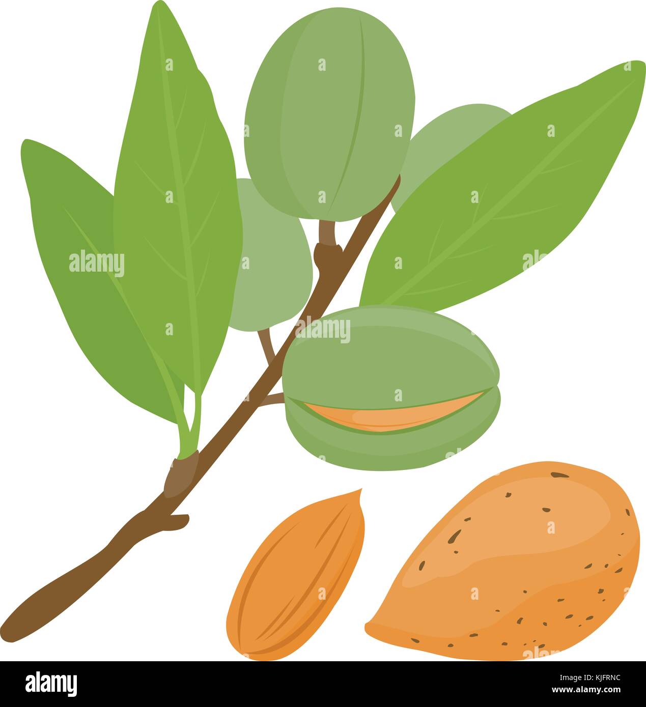Almond Tree Vector