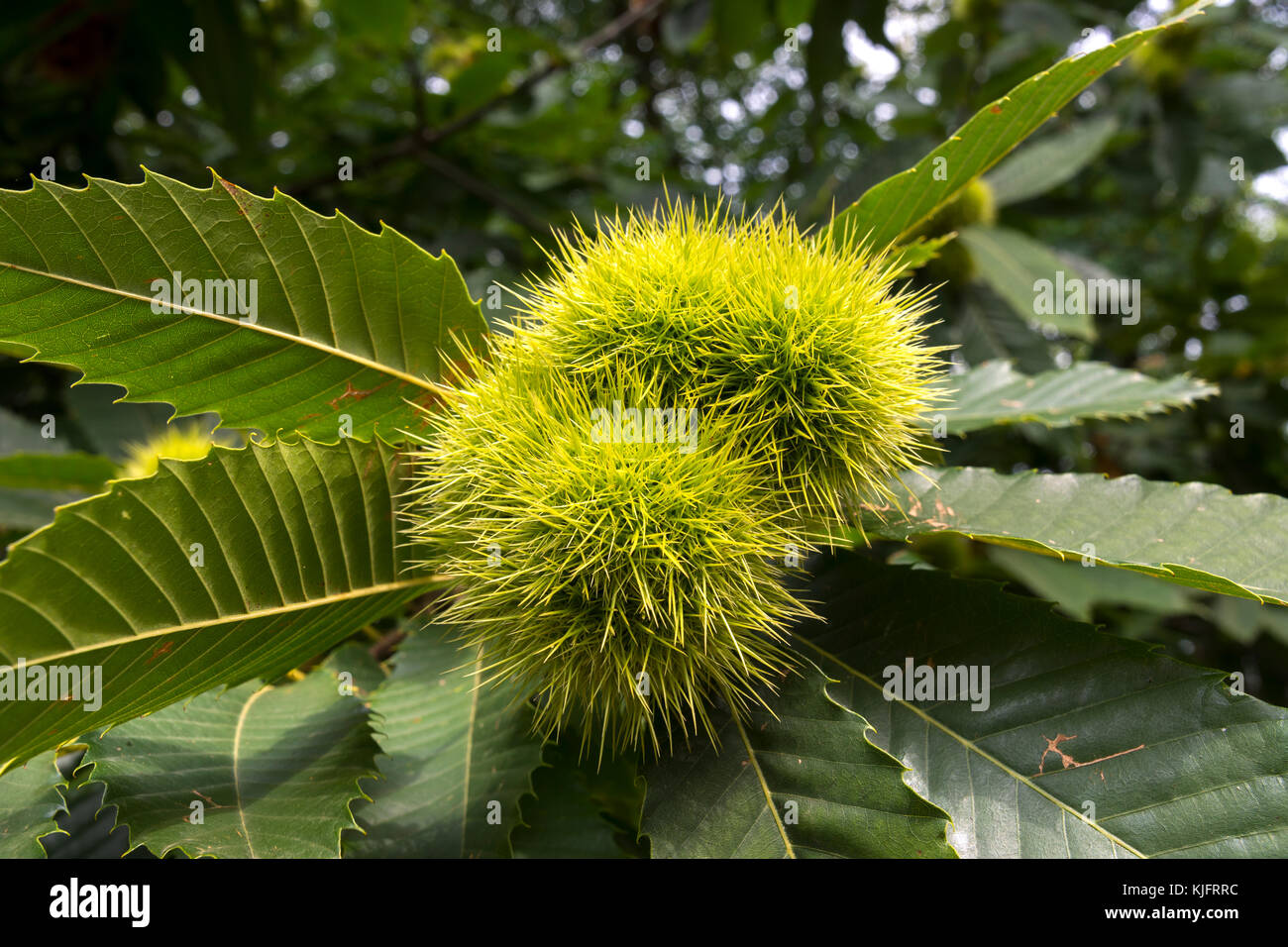chestnut curls on the tree in autumn Stock Photo - Alamy