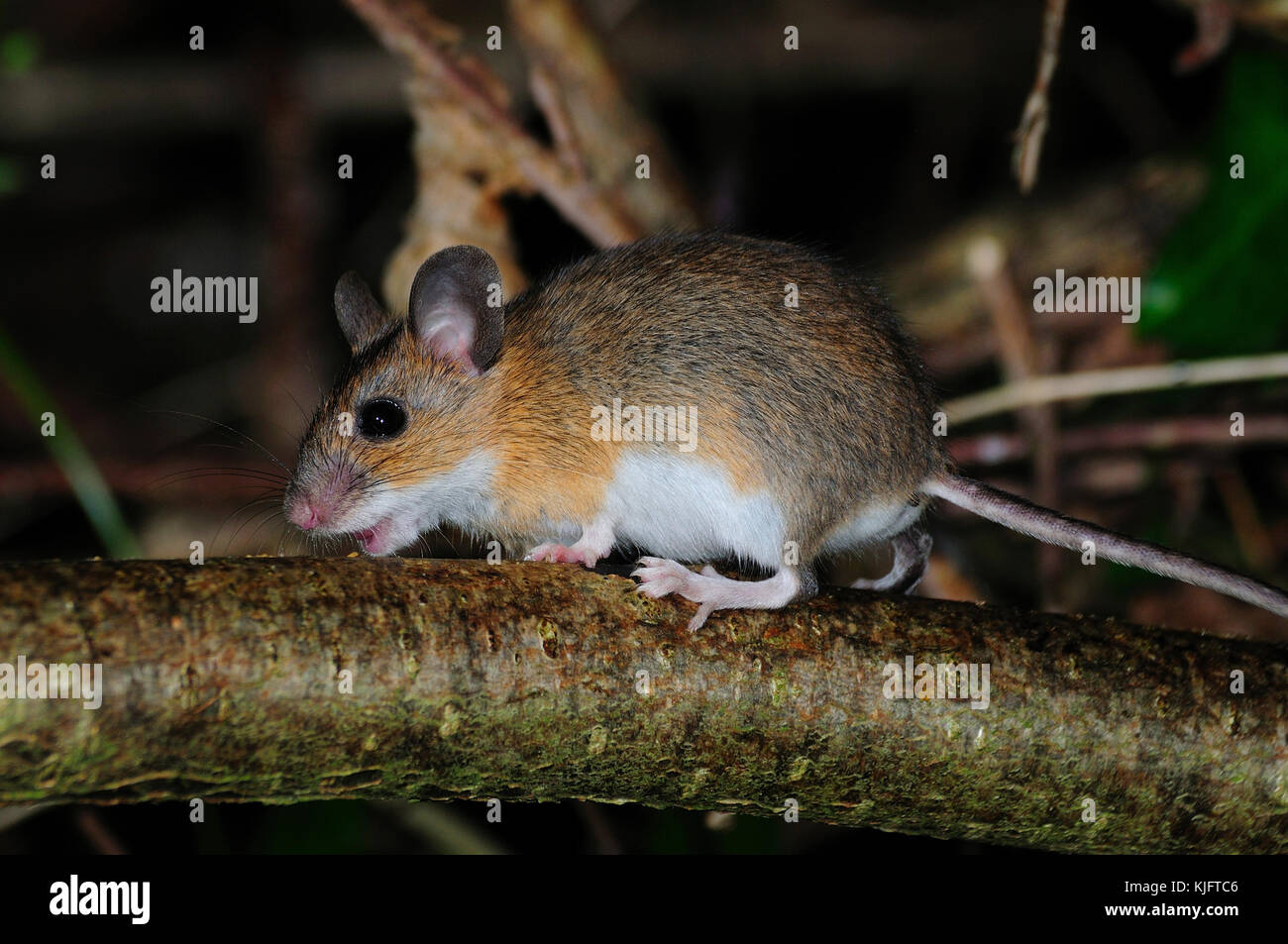 wood mouse apodemus sylvaticus Stock Photo - Alamy