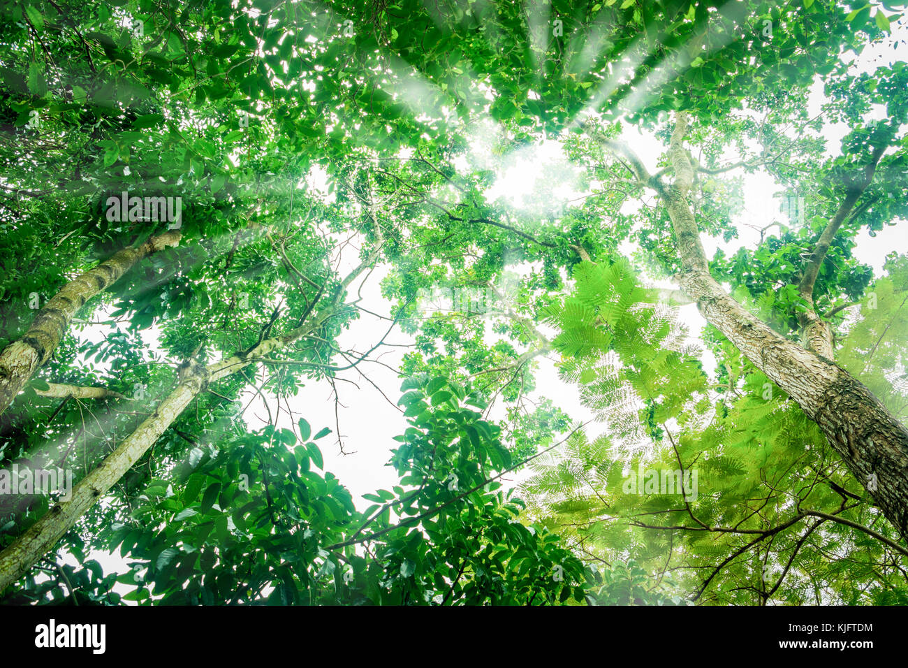 Sunlight in fresh deep green nature in forest Stock Photo - Alamy