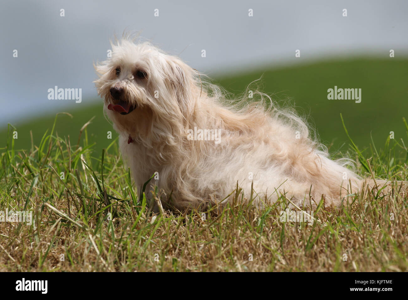 Havana Silk Dog High Resolution Stock Photography and Images - Alamy