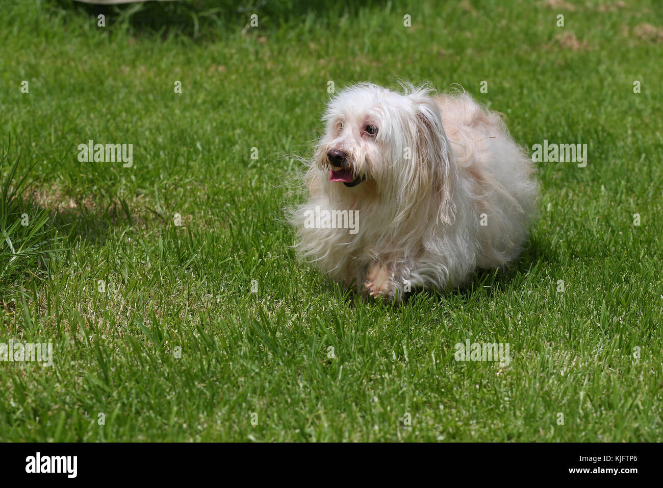 Havana Silk Dog High Resolution Stock Photography and Images - Alamy
