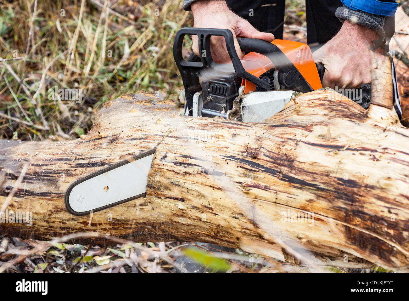 Man Saws petrol saw tree trunk Stock Photo - Alamy