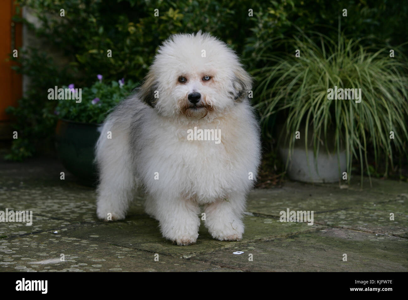 Havana Silk Dog High Resolution Stock Photography and Images - Alamy