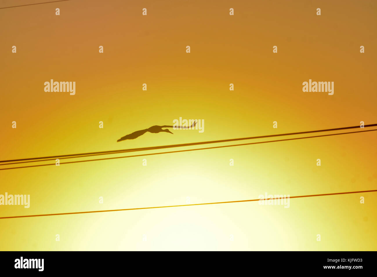 Stork in flight during sunset Stock Photo - Alamy