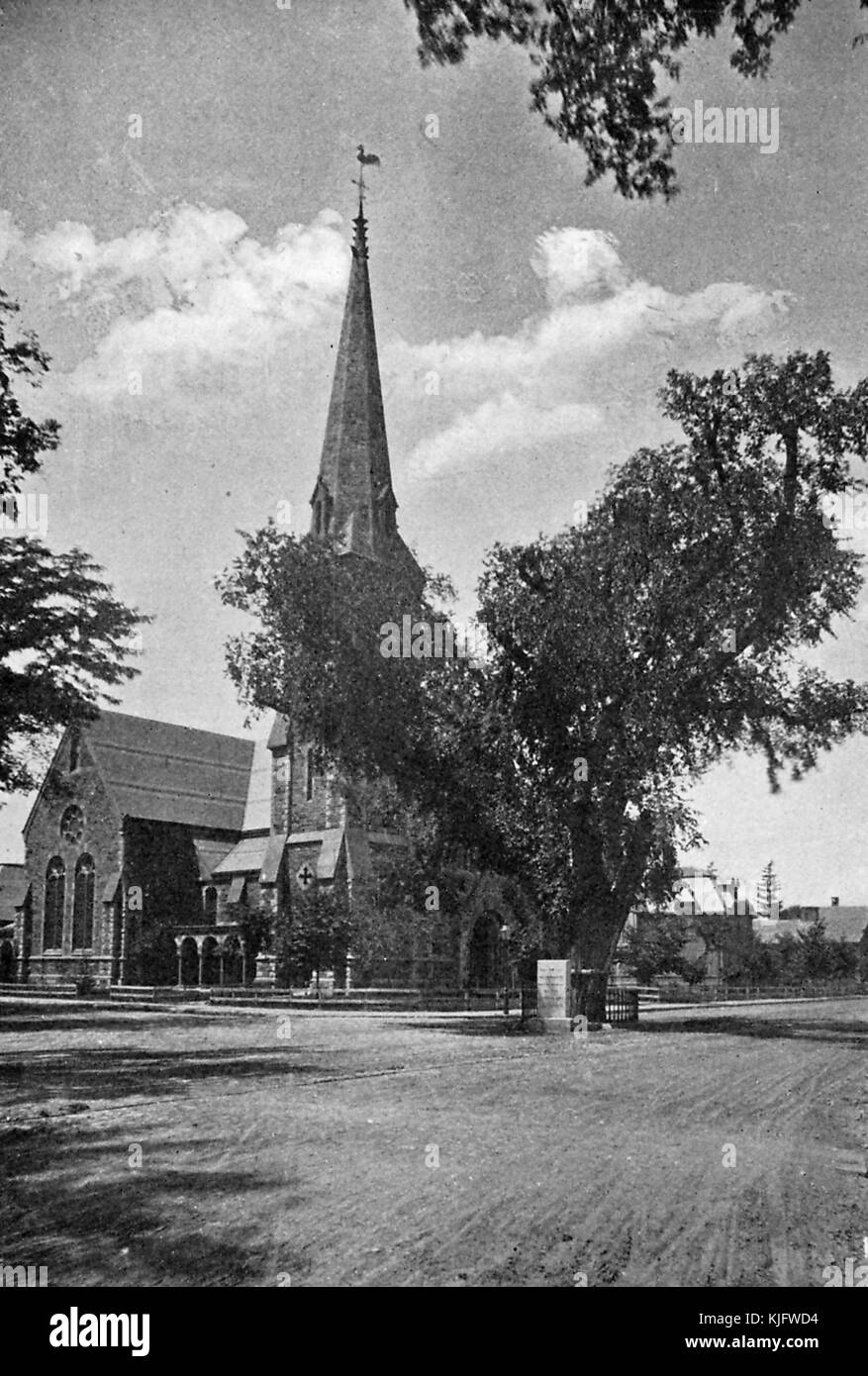 American elm tree hi-res stock photography and images - Alamy