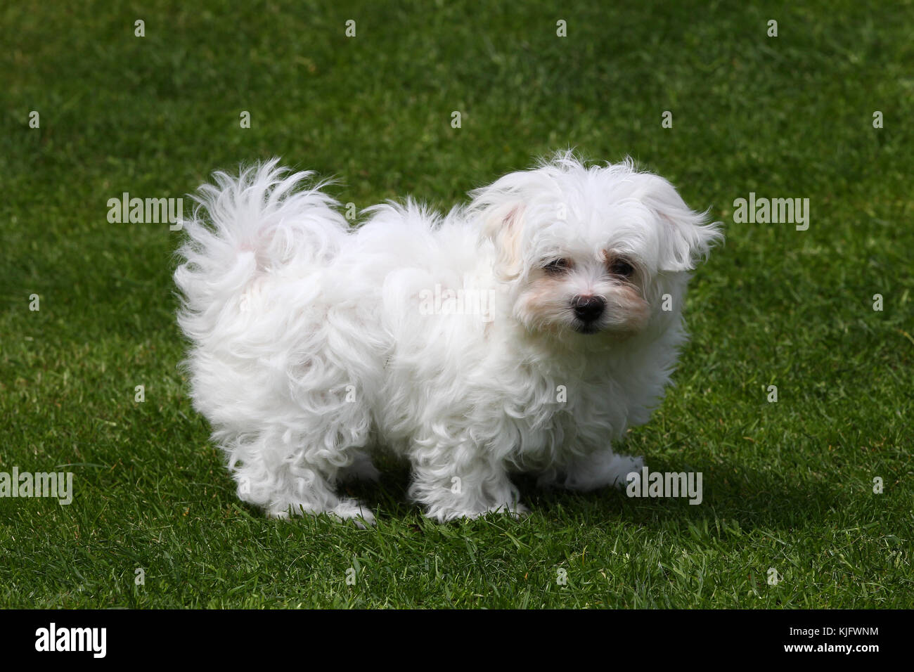 Maltese Terrier High Resolution Stock Photography and Images - Alamy