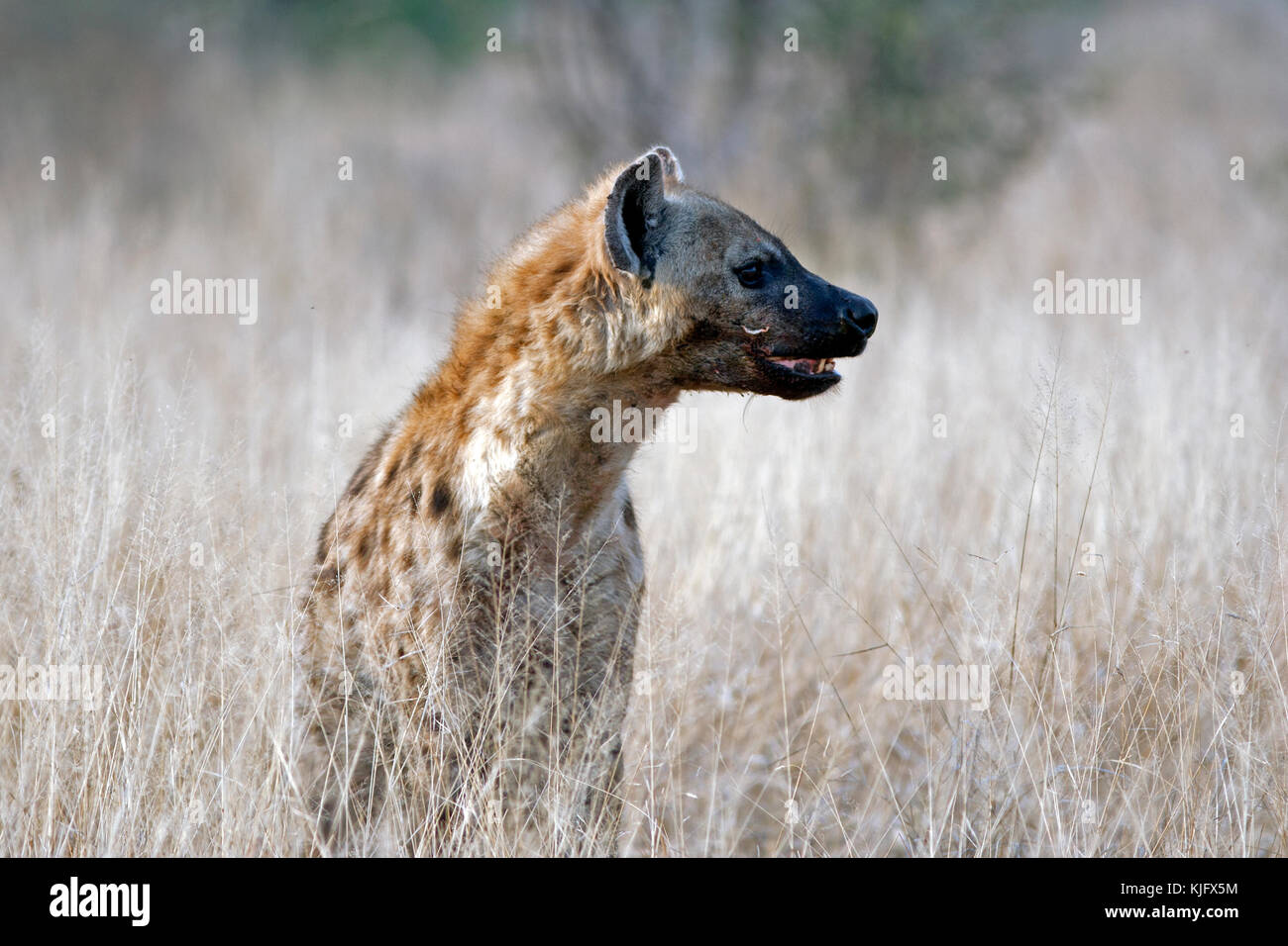 Spotted Hyena (crocuta crocuta) at a kill, South Africa Stock Photo - Alamy