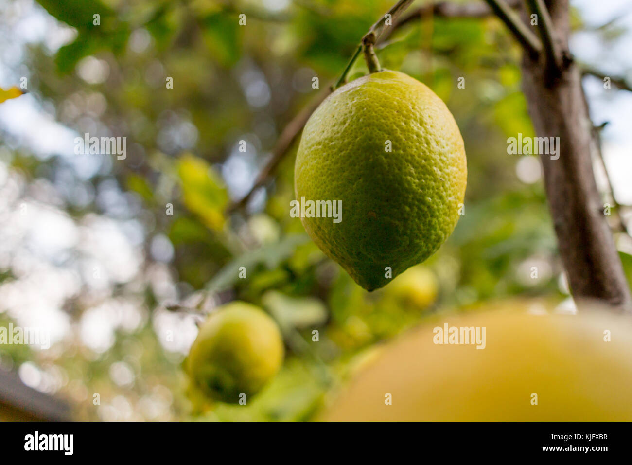 Lemon hanging from tree in fruit orchard Stock Photo - Alamy