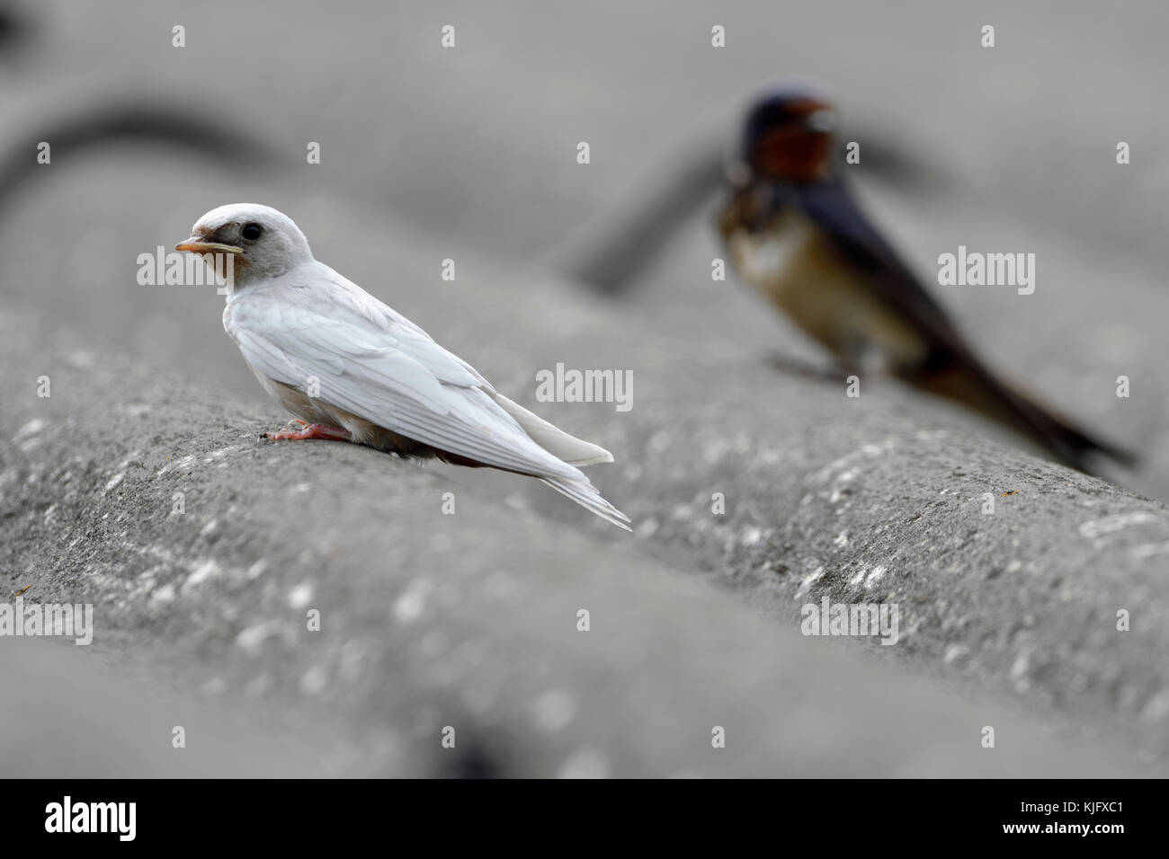 Leucistic animals hi-res stock photography and images - Alamy