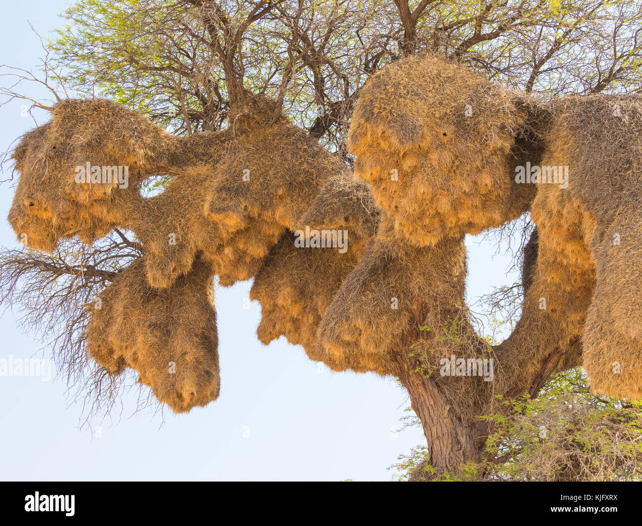 The communal nests of Sociable Weaver birds in a camelthorn tree in the ...