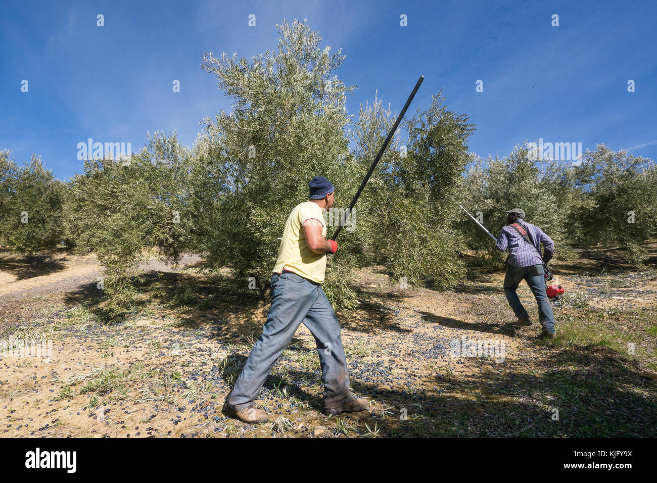 Two male workers knocking down olives from trees with a stick and an ...