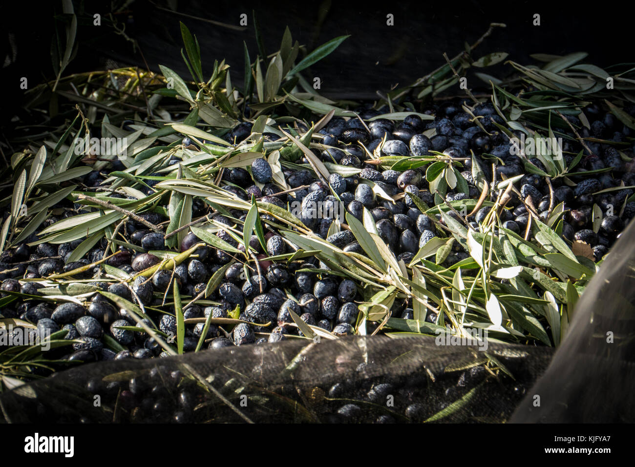A bunch of olives inside a black net placed on the ground after harvest ...