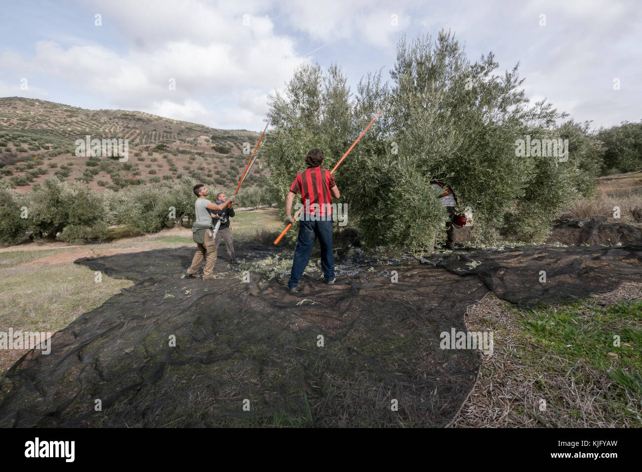 A group of local men knock down olives from an olive tree with wooden ...