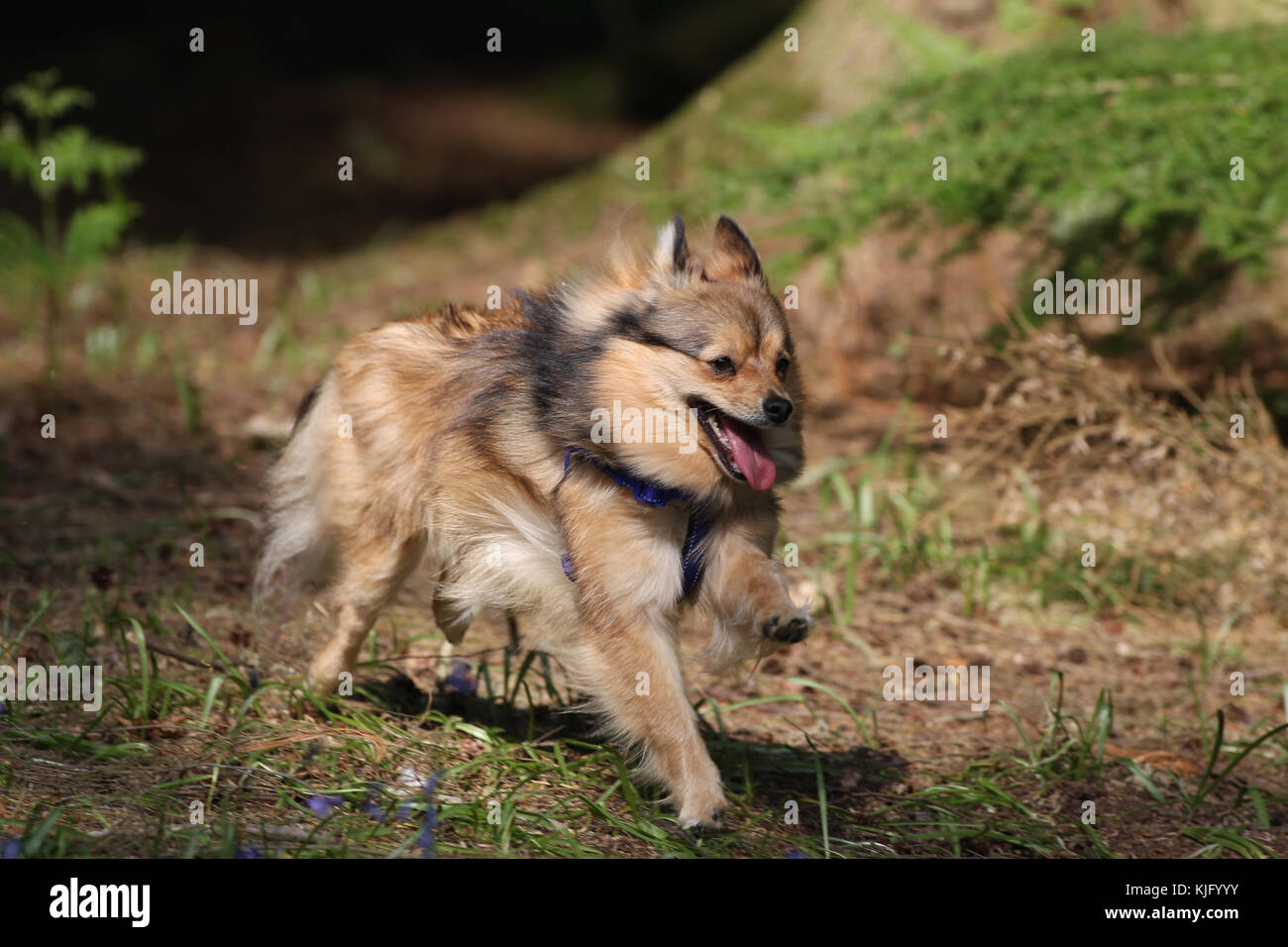 Dwarf Spitz High Resolution Stock Photography and Images - Alamy