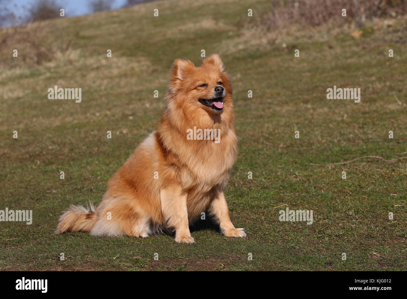 Dwarf Spitz High Resolution Stock Photography and Images - Alamy