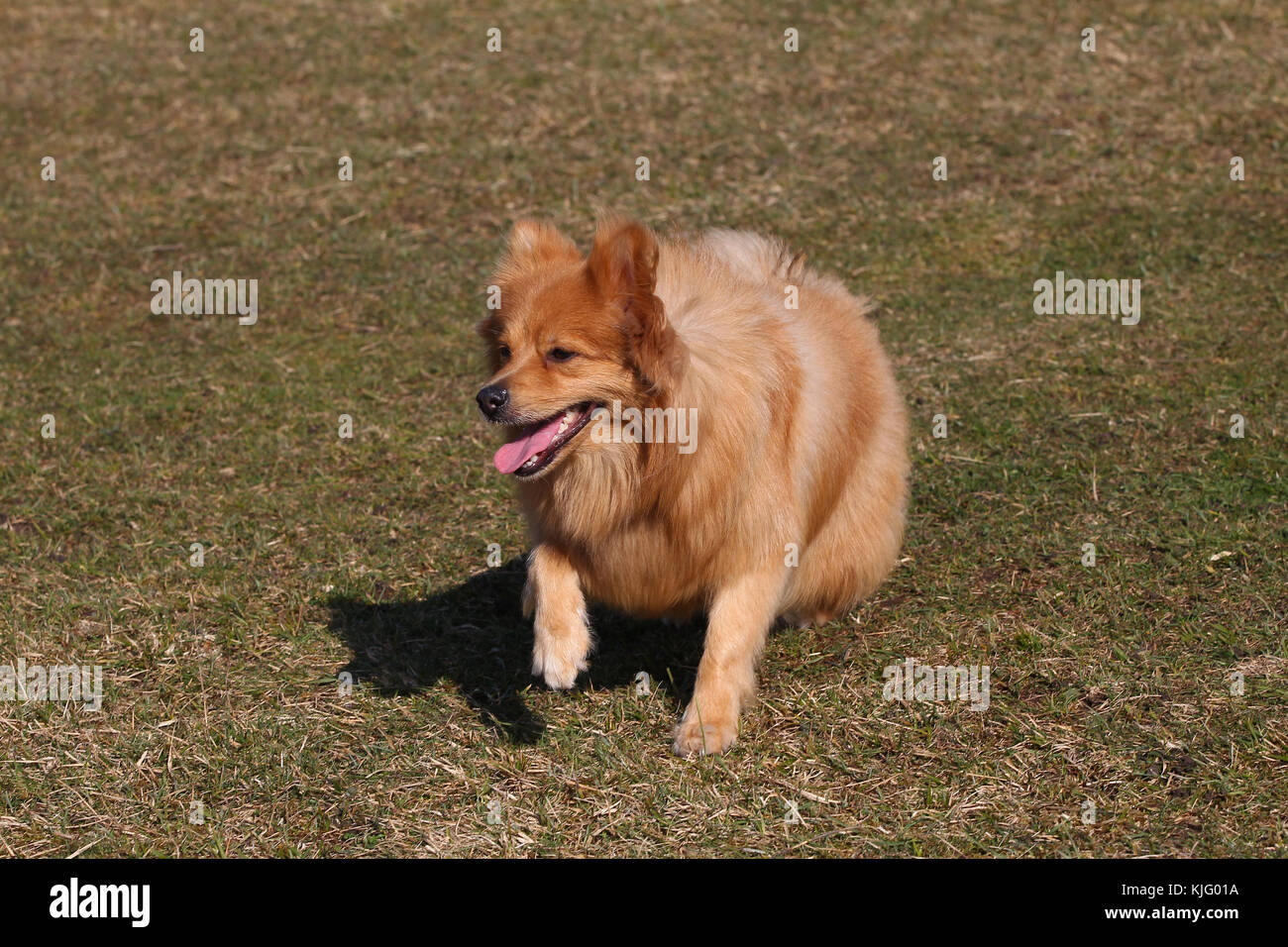 Dwarf Spitz High Resolution Stock Photography and Images - Alamy