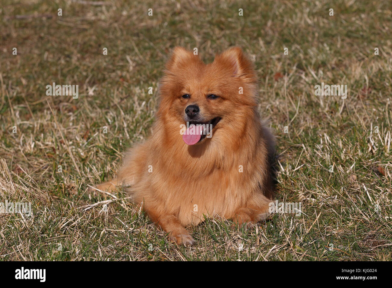 Dwarf Spitz High Resolution Stock Photography and Images - Alamy