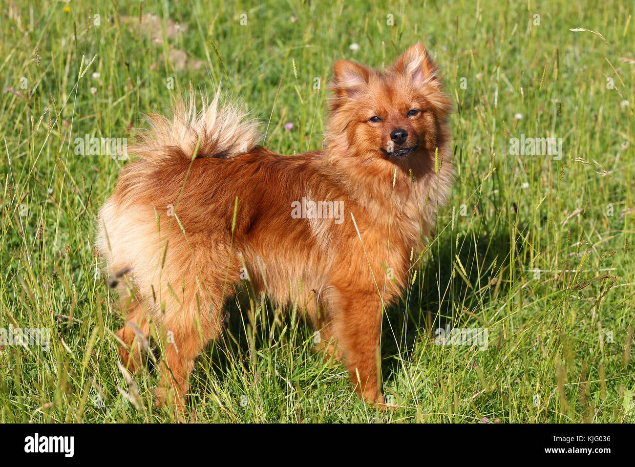 Looking long hi-res stock photography and images - Alamy