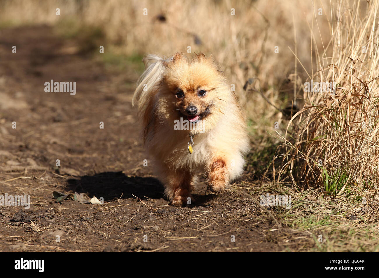 Dwarf Spitz High Resolution Stock Photography and Images - Alamy