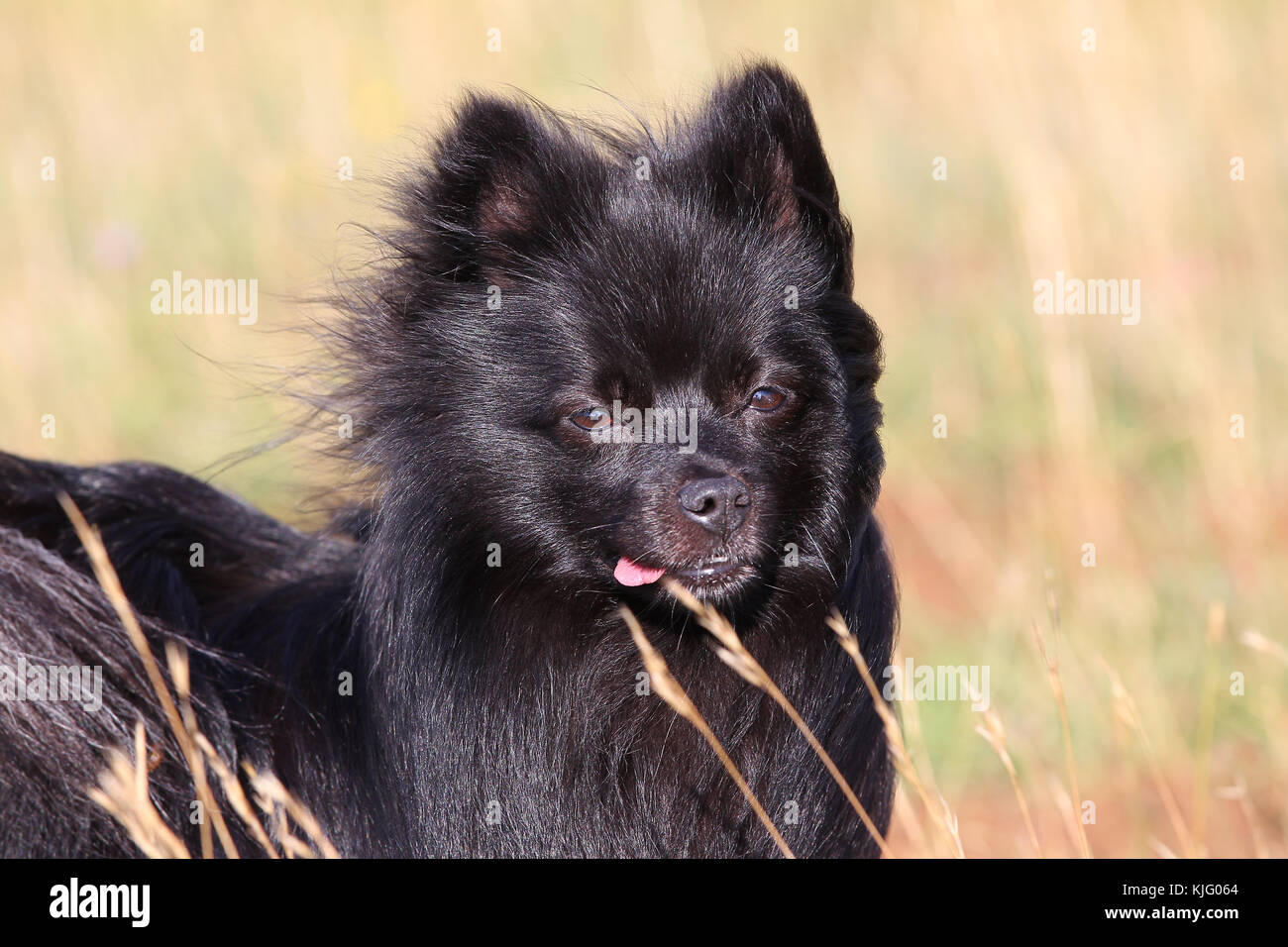 Dwarf Spitz High Resolution Stock Photography and Images - Alamy