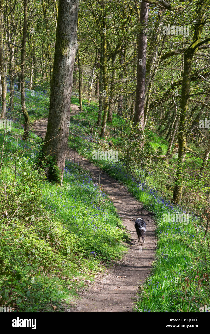 Border Collie in Swallows wood nature reserve, Hollingworth, Derbyshire ...