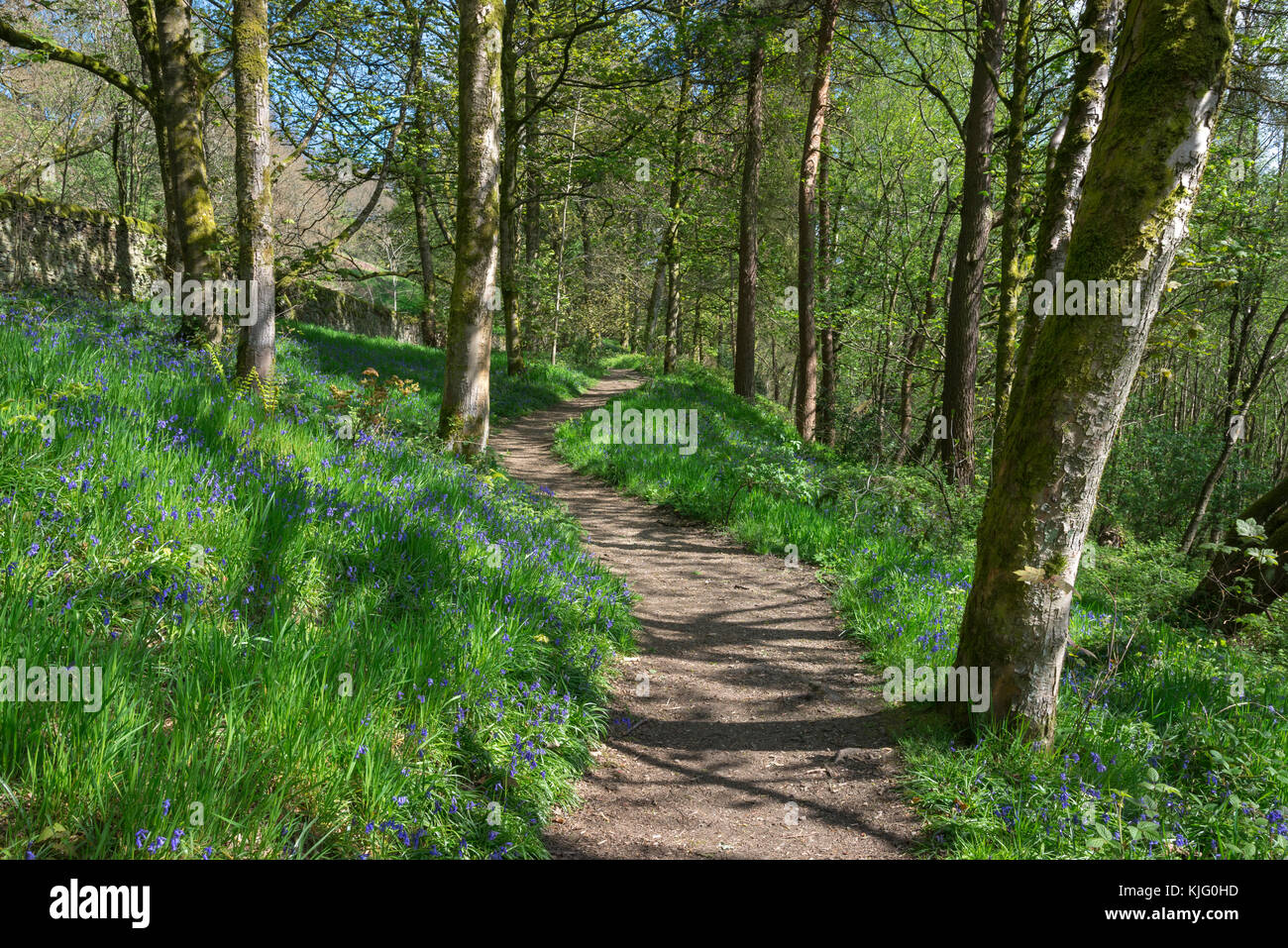 Woods nature reserve england uk hi-res stock photography and images - Alamy