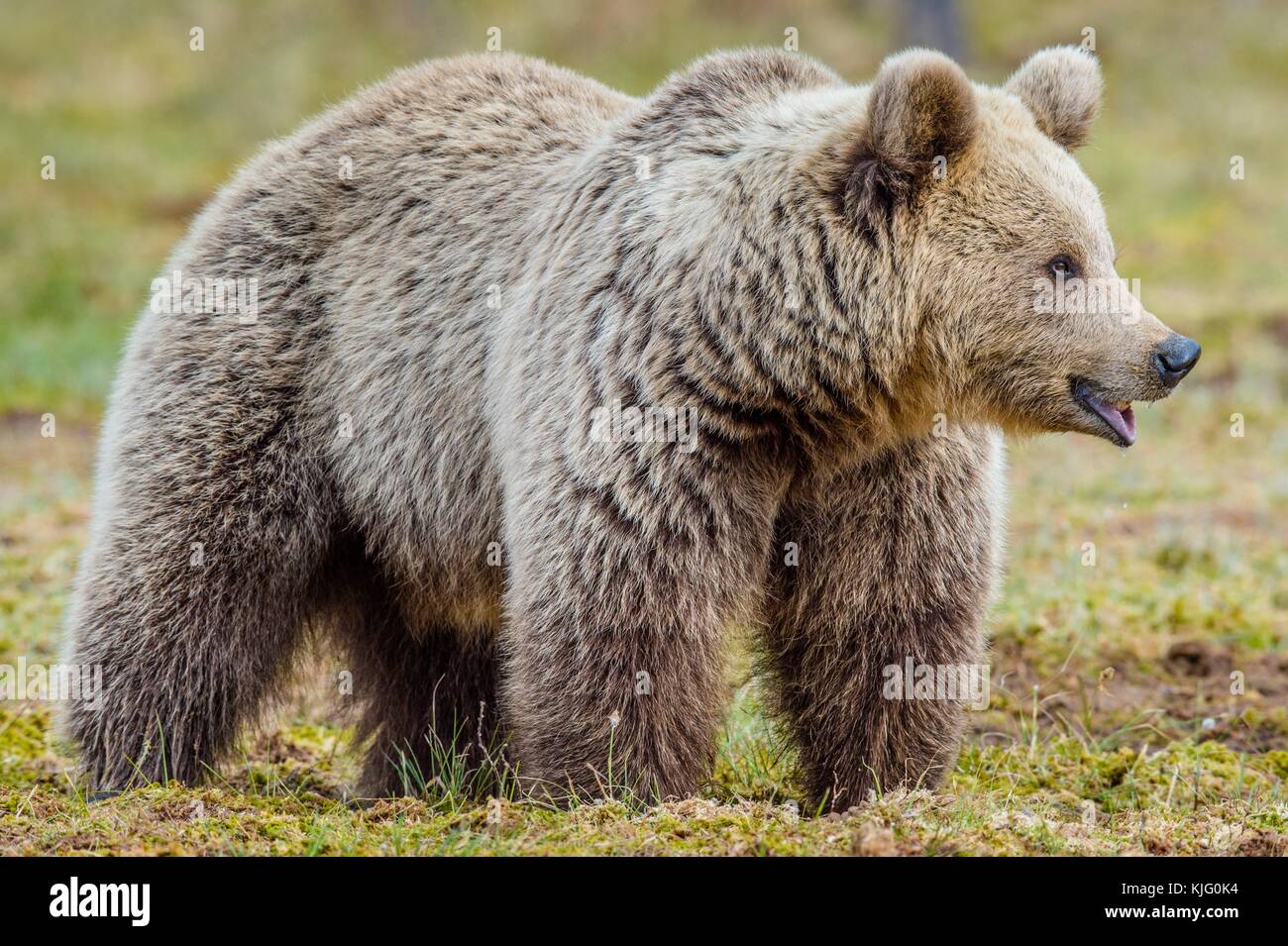 European Brown Bear Stock Photo - Alamy