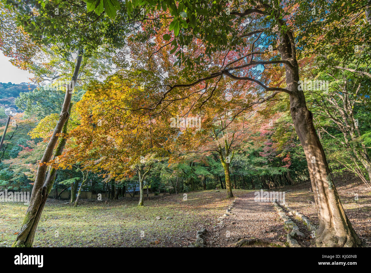 Momiji (Maple tree) Autnum leaves landscape in Arashiyama forest, Kyoto ...