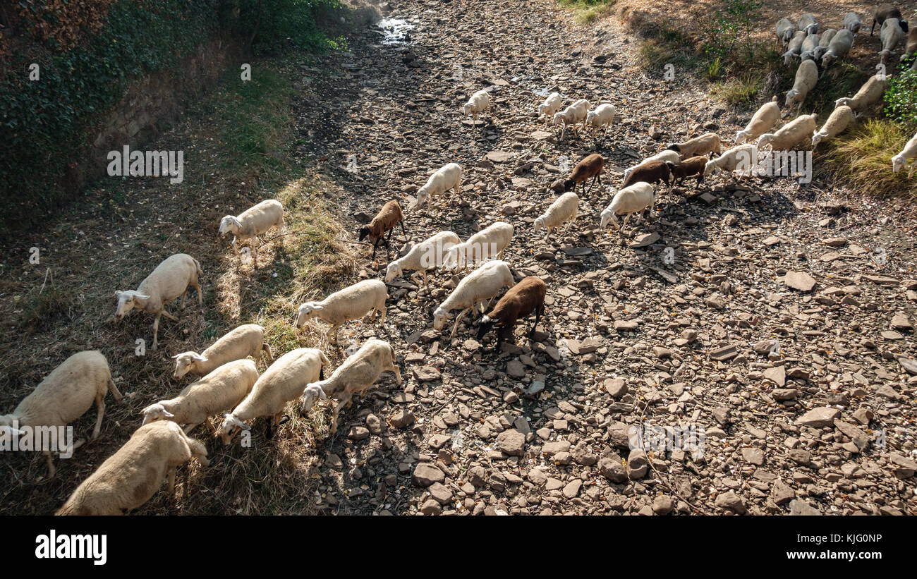 Sheep cattle over dry riverbed Stock Photo - Alamy