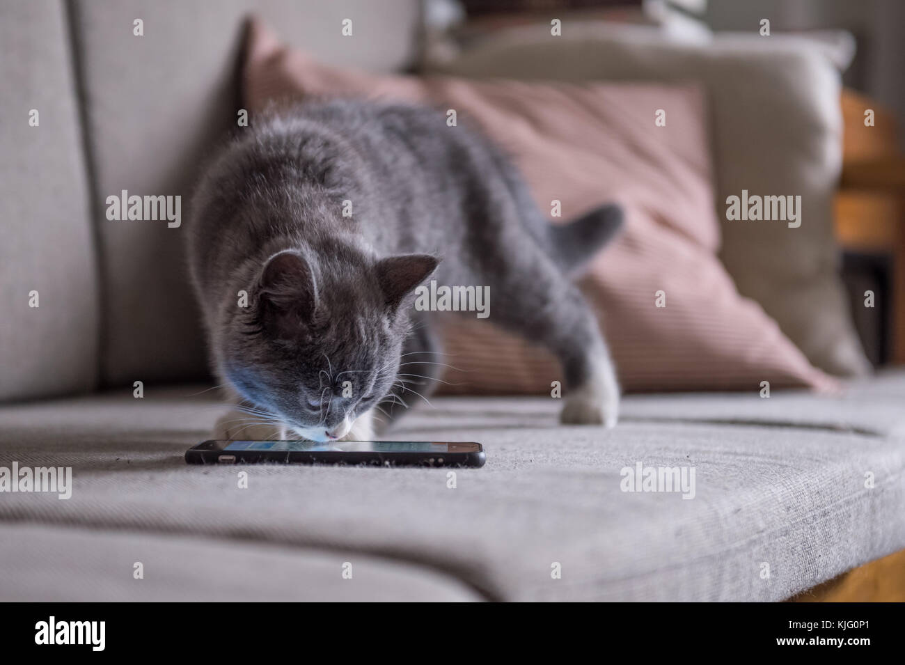 Cute gray kitten, indoor shot Stock Photo - Alamy