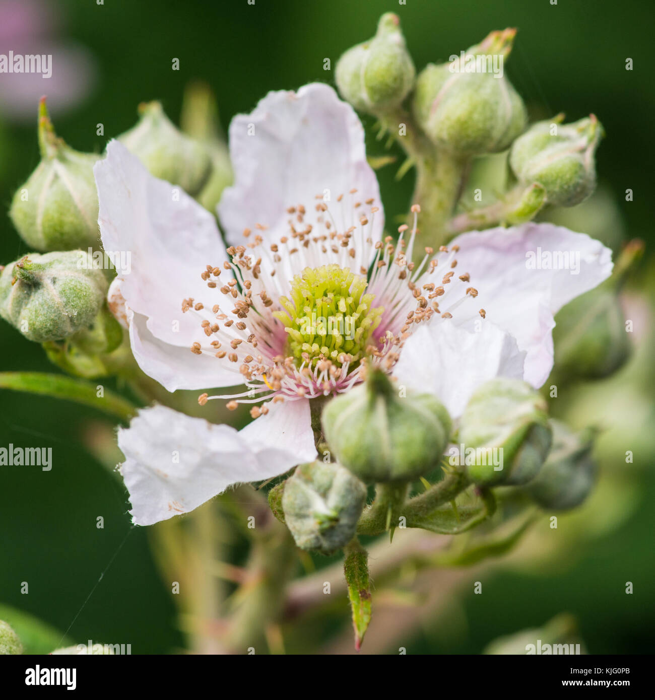 Bramble bush hi-res stock photography and images - Alamy