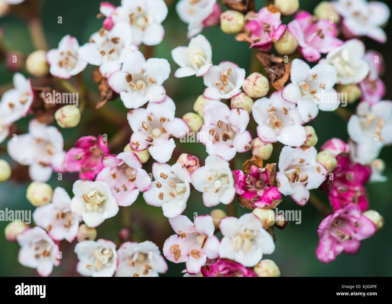 A macro shot looking down on some viburnum bush blossom Stock Photo - Alamy