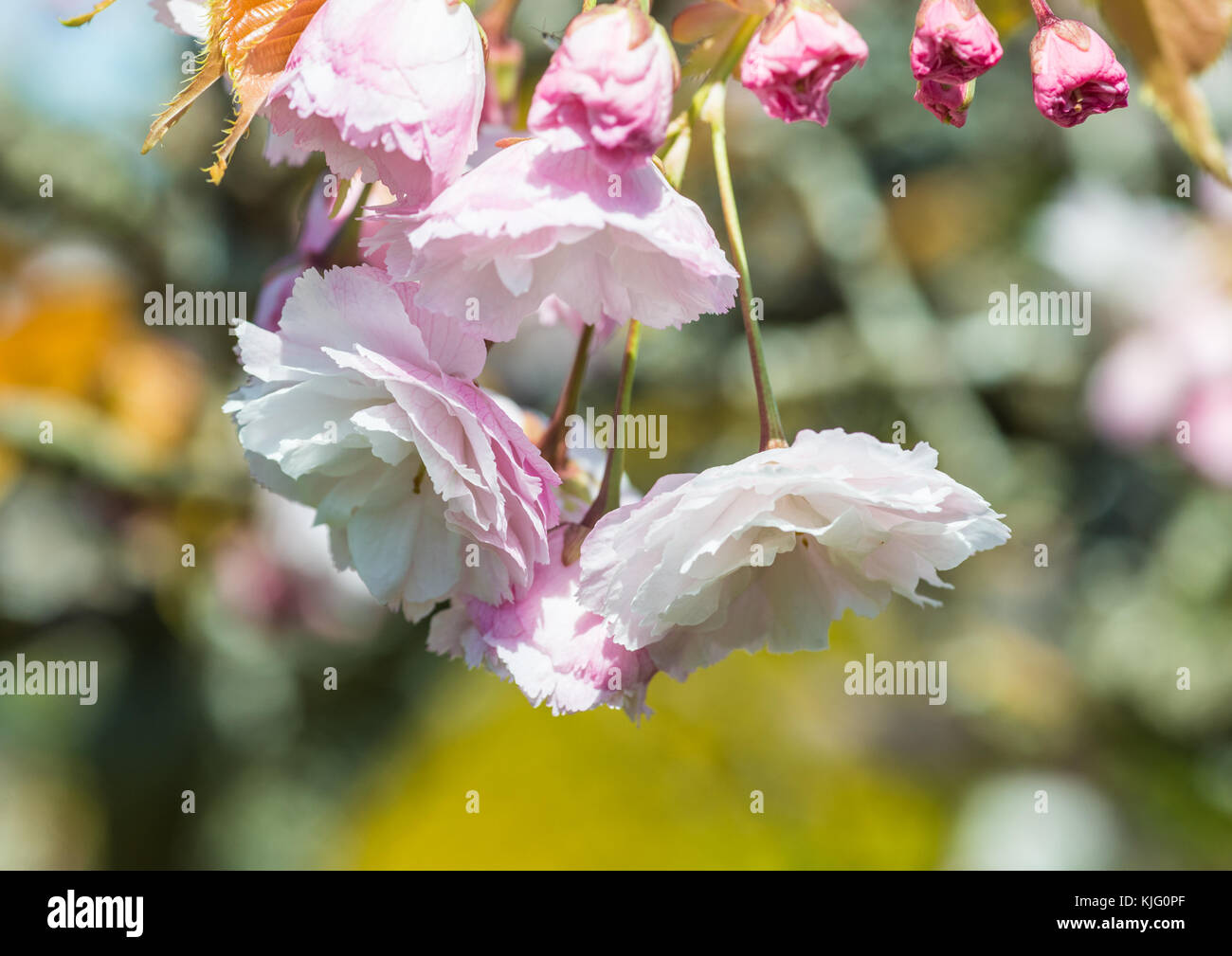 A close-up shot of some cherry tree blossom Stock Photo - Alamy