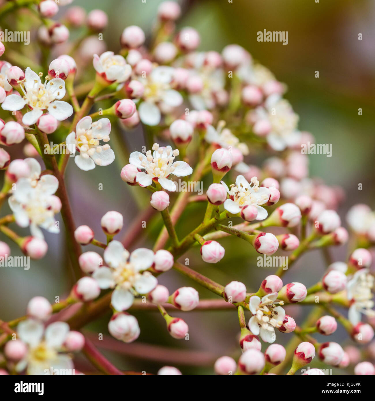 Photinia fraseri red robin hi-res stock photography and images - Alamy