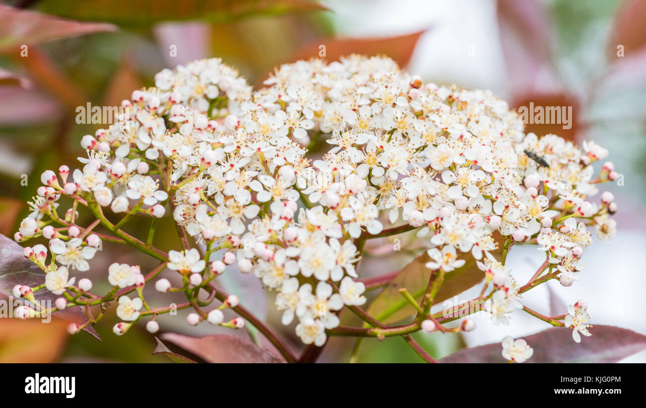 Photinia fraseri red robin hi-res stock photography and images - Alamy