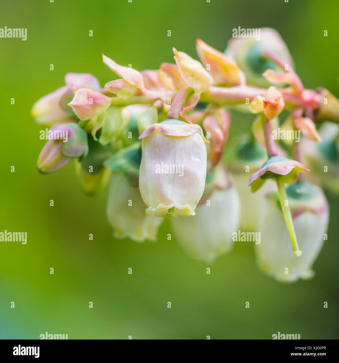 Blueberry blossom hi-res stock photography and images - Alamy