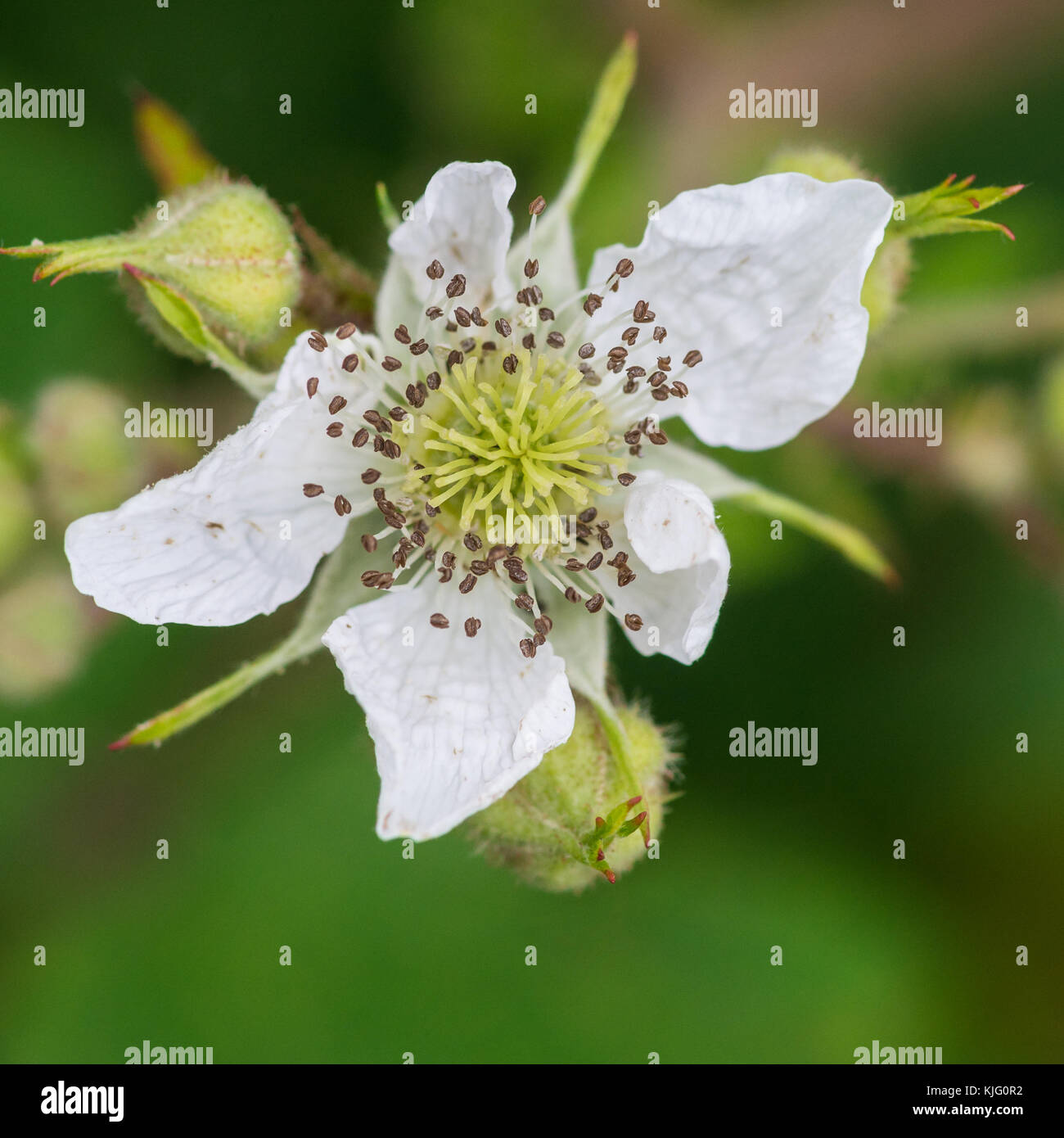 Bramble bush hi-res stock photography and images - Alamy