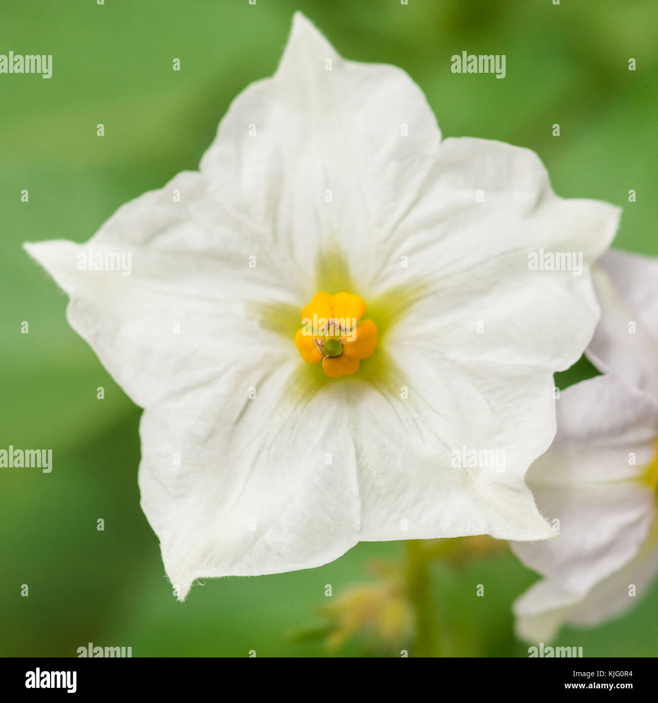 White potato plant flower hi-res stock photography and images - Alamy